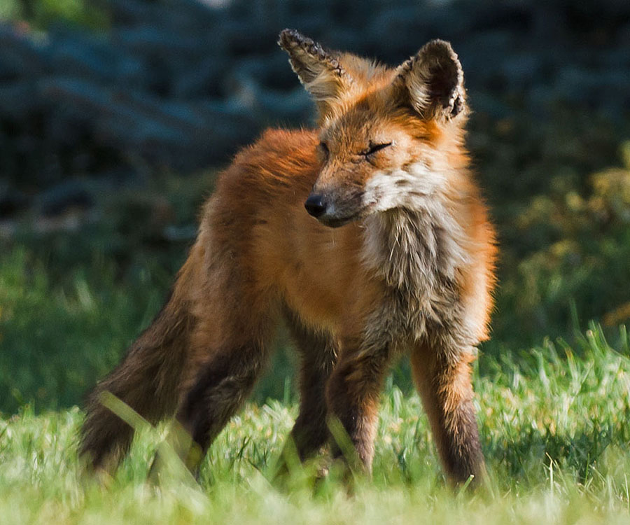 Foxes going after my Peaches!