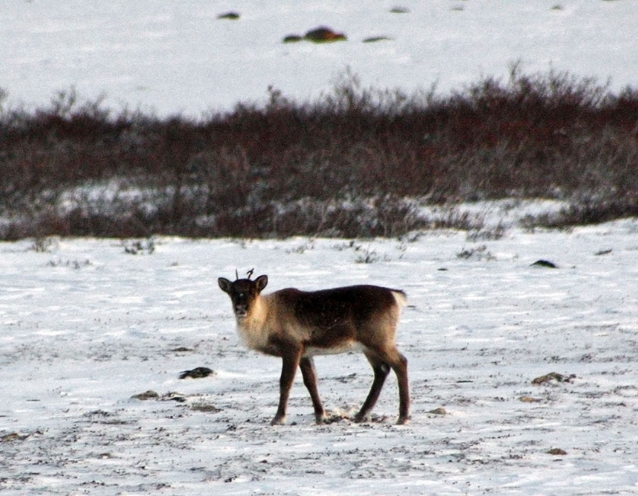 Other Animals and misc. "fun" pictures from Churchill, Canada
