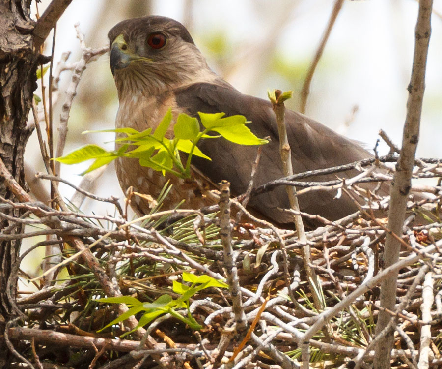 Colorado Cooper's Hawk - WOW!