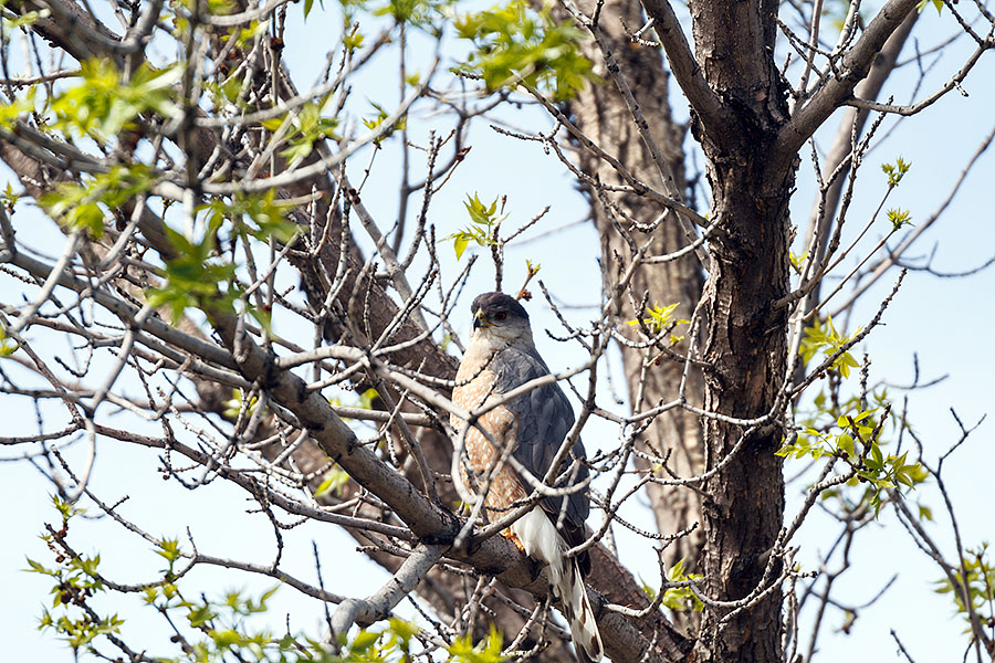 Colorado Cooper's Hawk - WOW!