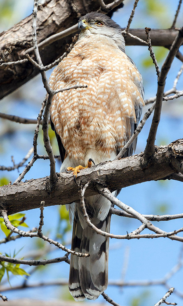 Colorado Cooper's Hawk - WOW!