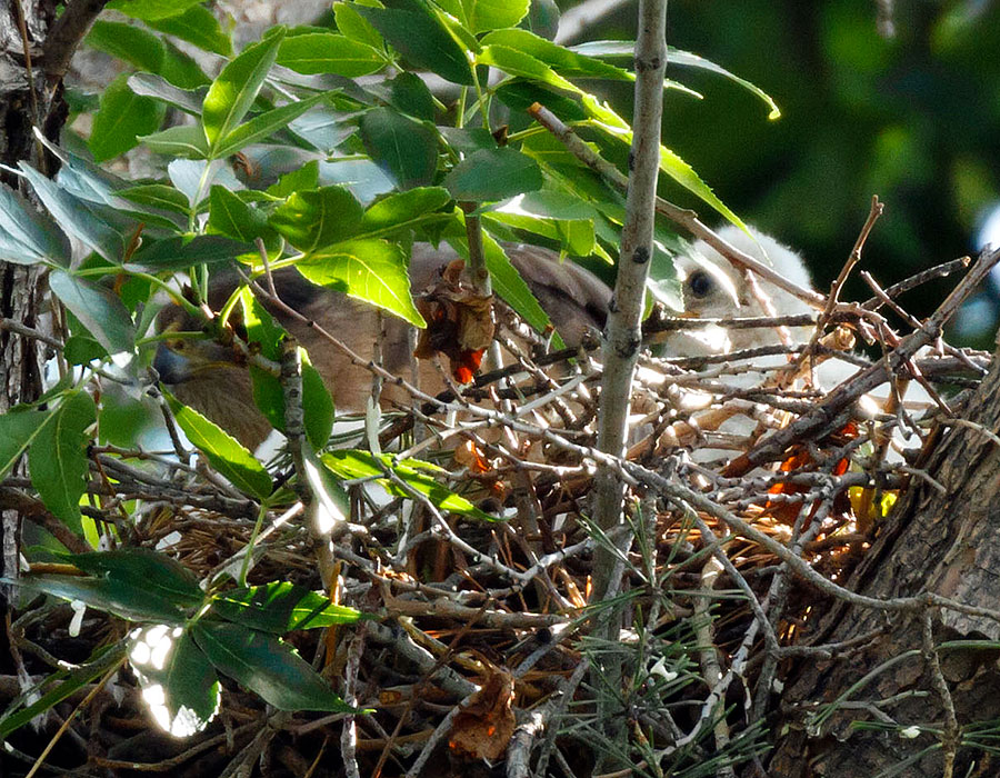 Colorado Cooper's Hawk - WOW!