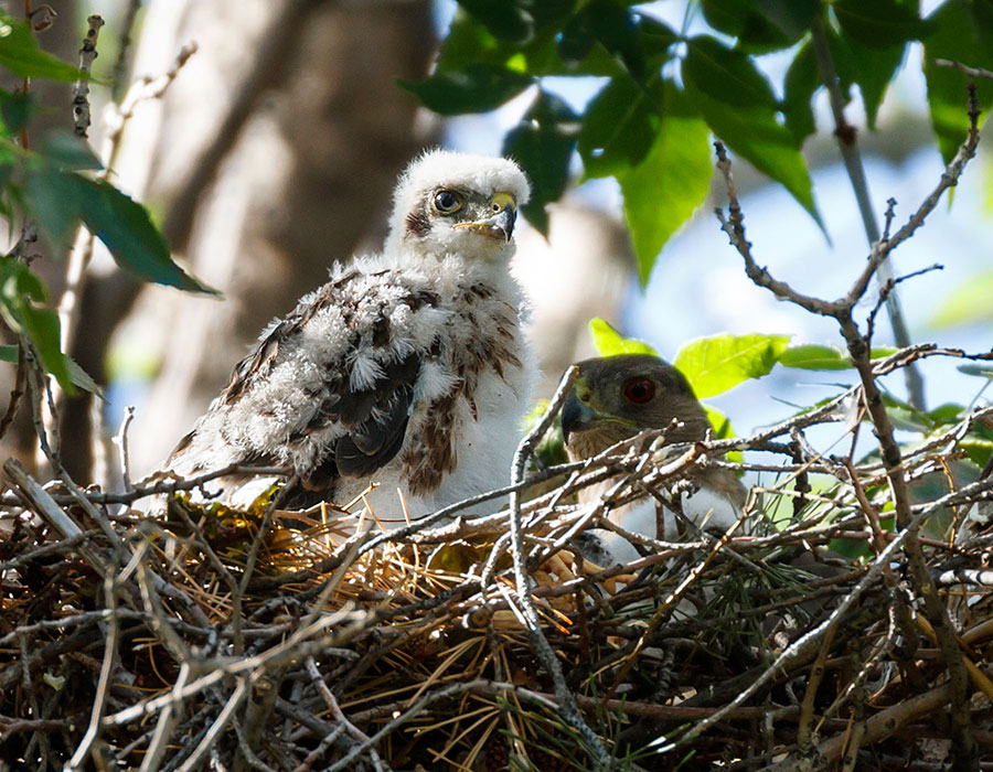 Colorado Cooper's Hawk - WOW!