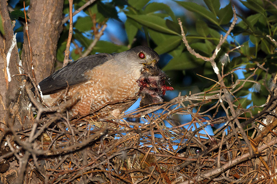 Colorado Cooper's Hawk - WOW!