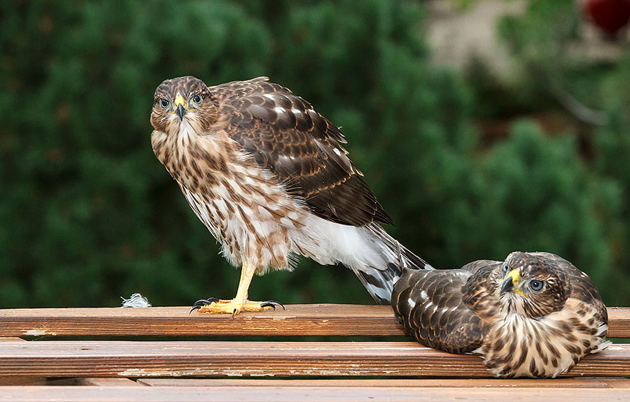 Colorado Cooper's Hawk - WOW!