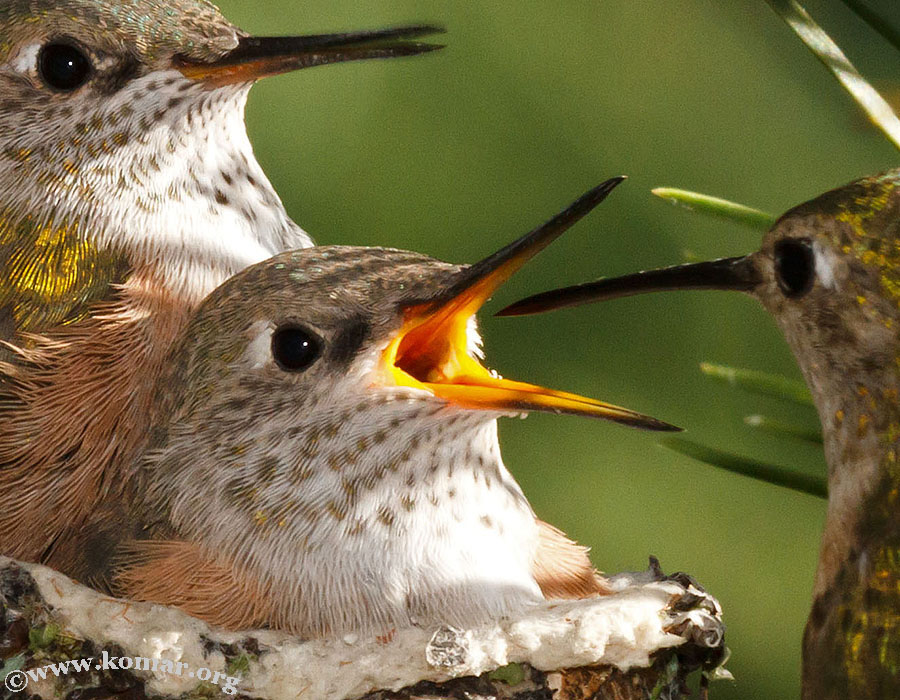 Baby Hummingbird Nest - COOL!