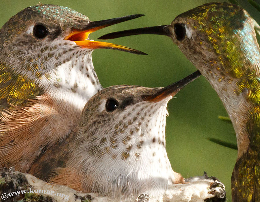 Baby Hummingbird Nest - COOL!