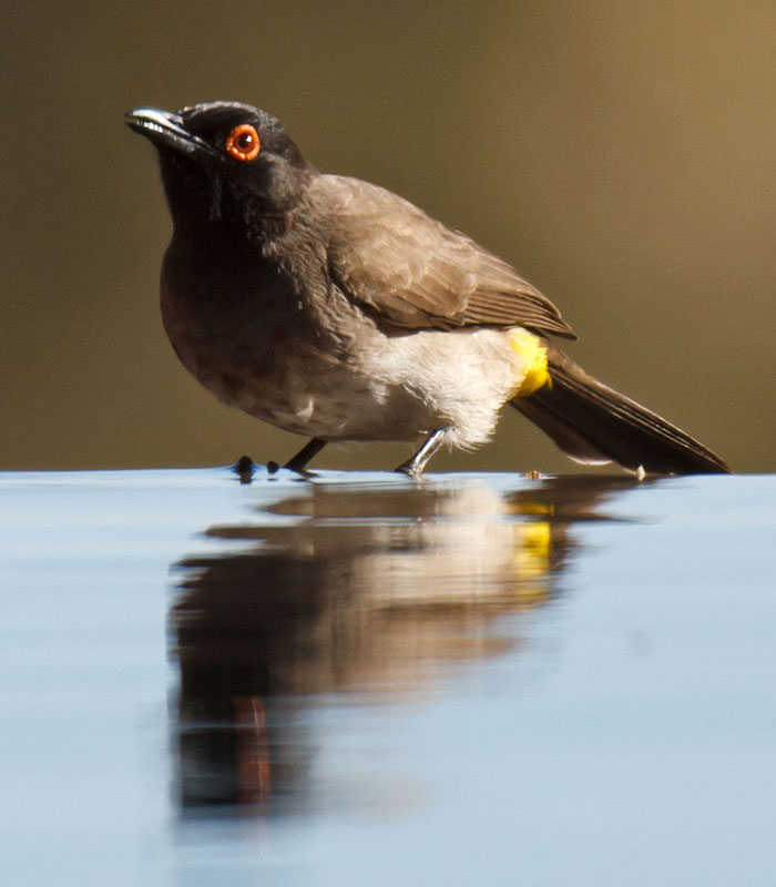 African Safari Family Trip - FUN!!!
