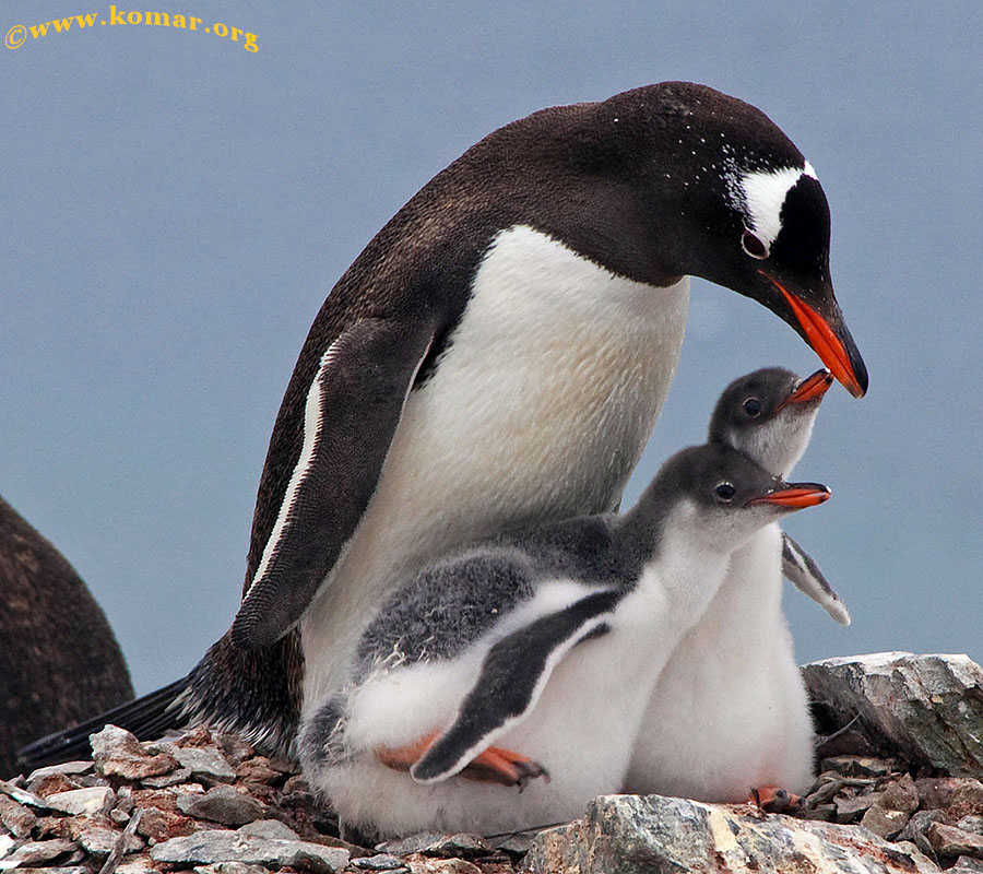 Baby Gentoo Penguin Chicks in Antarctica - WOW!!!