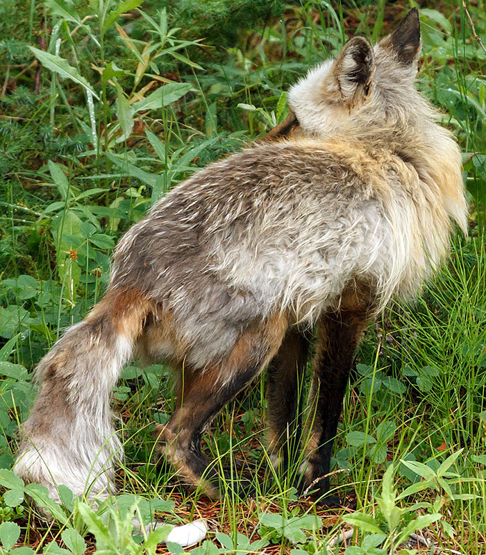 Rocky Mountain National Park FOX!!!