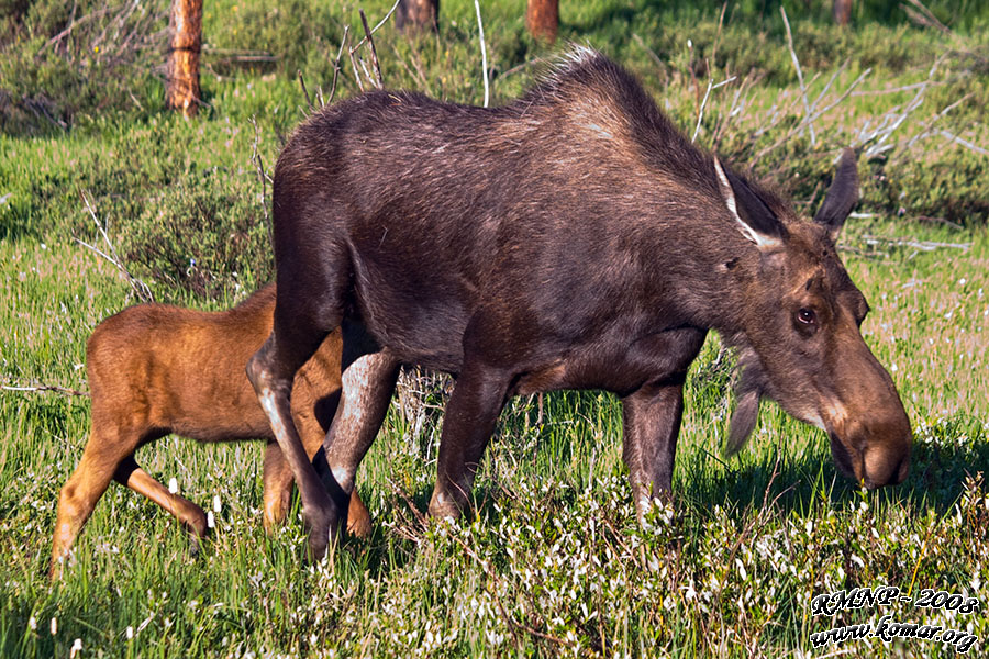 Rocky Mountain National Park MOOSE!!!