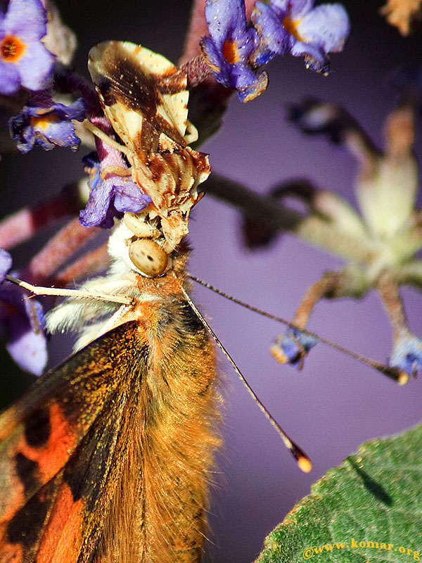 Ambush Bug ambushes Painted Lady Butterfly - TODAY'S WILDLIFE KILL!!!