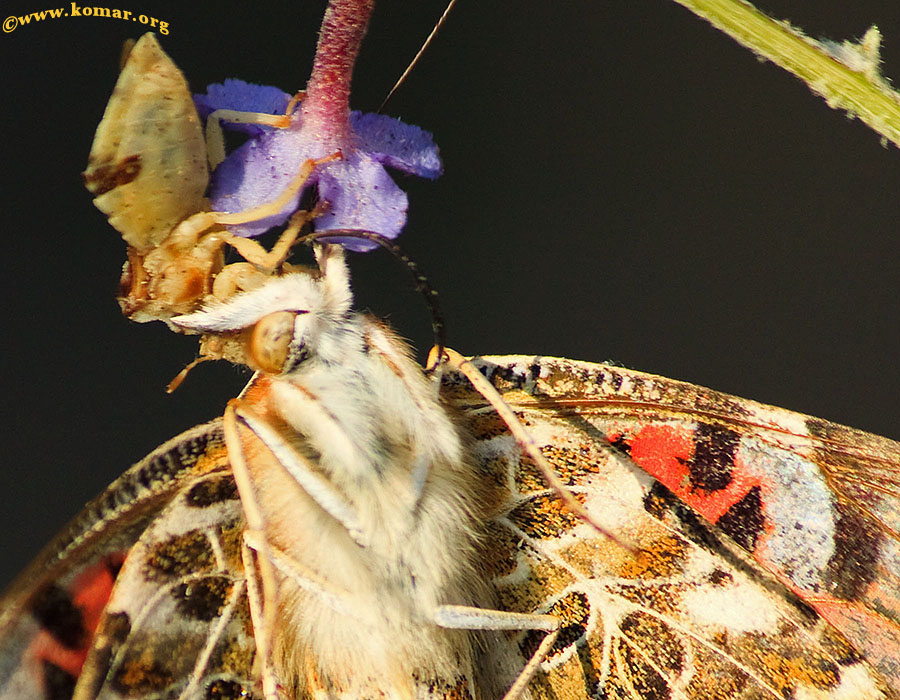 Ambush Bug ambushes Painted Lady Butterfly - TODAY'S WILDLIFE KILL!!!