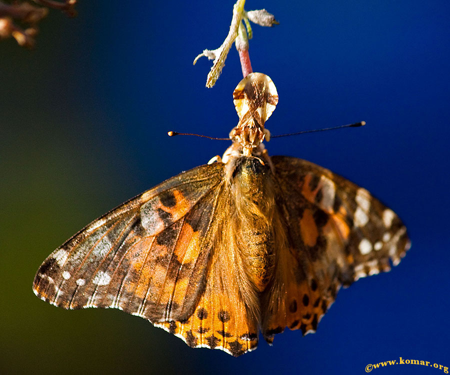 Ambush Bug ambushes Painted Lady Butterfly - TODAY'S WILDLIFE KILL!!!
