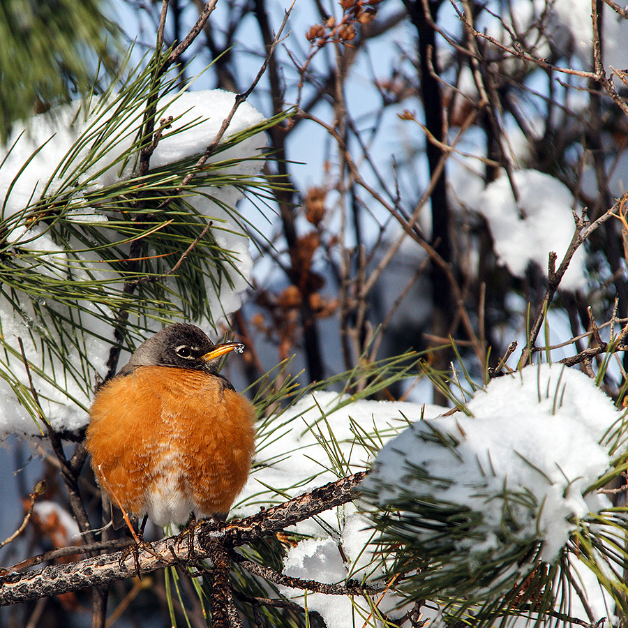 2013 Late Season Colorado Snow